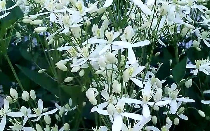 Цветет белый кустовой клематис - цветы как душистое облако - Смотреть ...