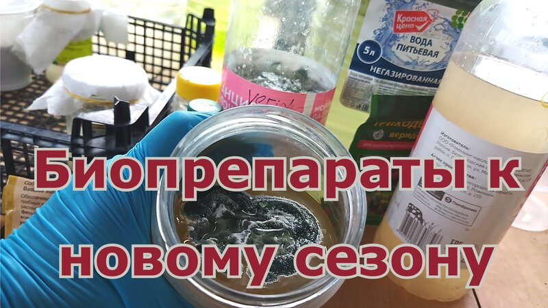 Триходерма, сенная палочка, хлорелла. Проверяю и размножаю биопрепараты ...
