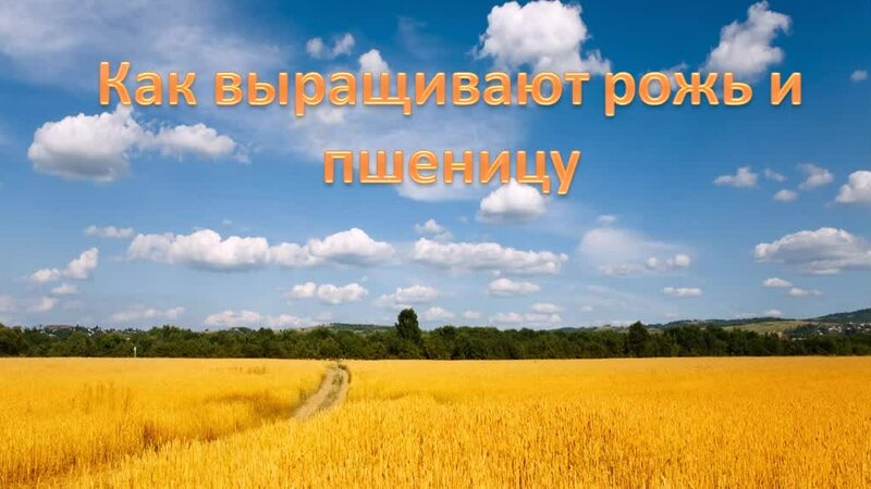 Как выращивают рожь и пшеницу Смотреть онлайн в поиске Яндекса по Видео