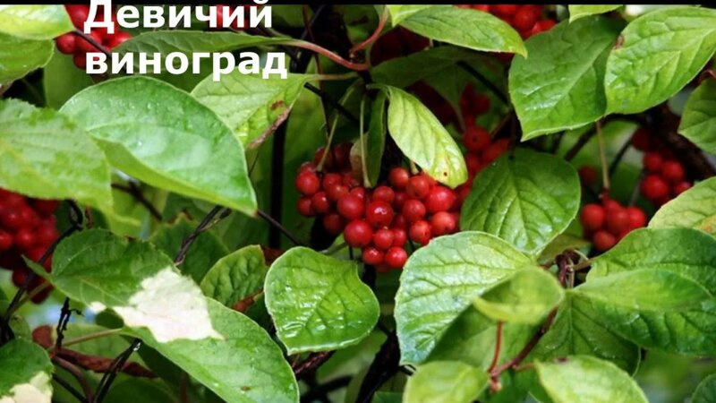 Вьющиеся цветы для Забора, Беседки/Быстрорастущие Многолетние и Однолетние