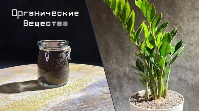 Лучшии Грунт для Замиокулькаса | Требования к смеси и Секретныи ...
