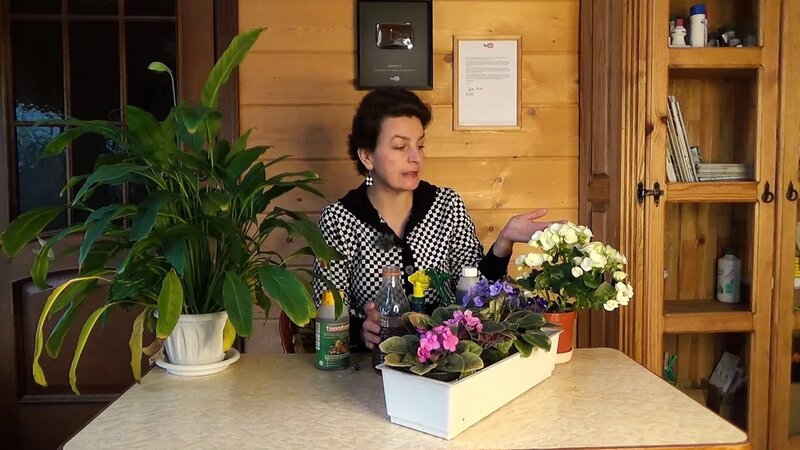 Защита цветущих комнатных растений. Биопрепарат "Трихоплант" - Смотреть ...