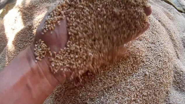 Как выглядит Пшеничная Крупа. Зёрна пшеничной крупы - Смотреть онлайн в ...