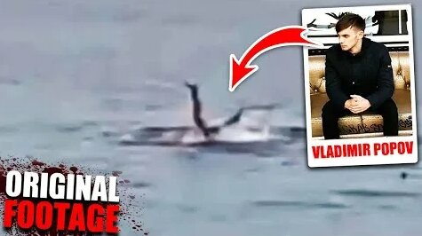 The Shocking Tiger Shark Attack on Vladimir Popov! - Смотреть онлайн в поиске Яндекса по Видео