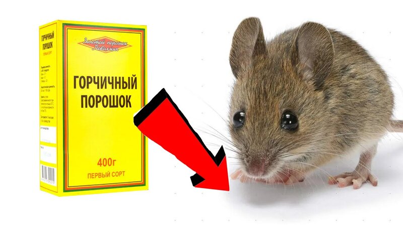 Как избавиться от мышей за 3 минуты !!!!!. - Смотреть онлайн в поиске ...
