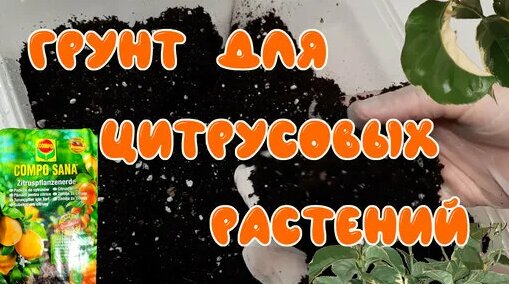 Грунт для цитрусовых растений - Смотреть онлайн в поиске Яндекса по Видео