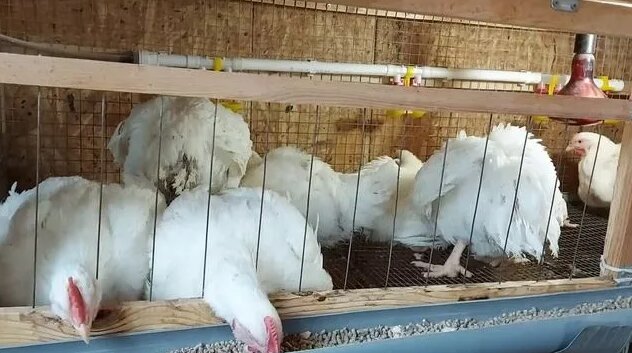 Бройлеры Ошибки при покупке цыплят Где купить хороших бройлерных