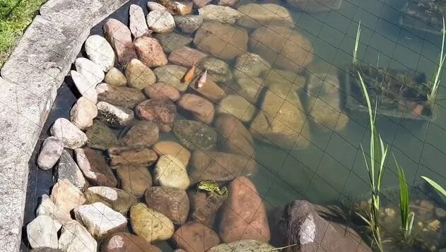 Как сделать пруд своими руками на приусадебном участке Смотреть
