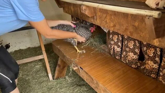 Гнезда для кур несушек с яйцесборником своими руками Как приучаю ...