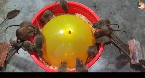 Простая ловушка для мышей и крыс из воздушного шарика и ведра ...