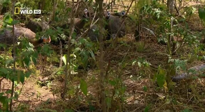 Видео «Дикая река Конго (1). Река монстров» (Документальный, природа, животные, 2013) | OK.RU ...