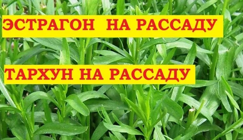 Эстрагон сажаем семенами на рассаду Тонкости посадки - Смотреть онлайн ...