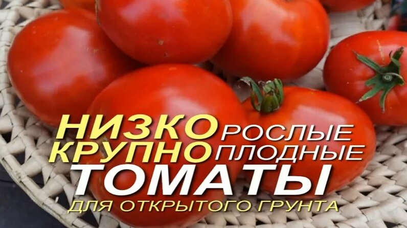 Три Классных Низкорослых Крупноплодных томатов для Открытого грунта ...