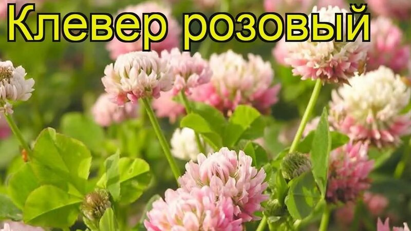 Смесь сидератов Клевер розовый. Краткий обзор, описание характеристик ...