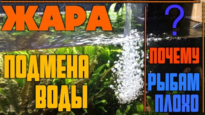 Подмена воды в аквариуме. Жара | Как охладить воду в аквариуме ...