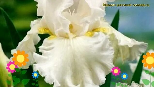Ирис германский Имморталити (Бессмертие). Краткий обзор, описание iris ...