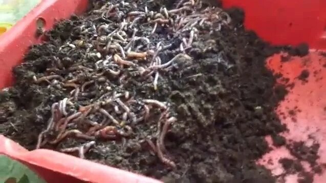 Запуск взрослого червя дендробена в ферментированный навоз. - Смотреть ...