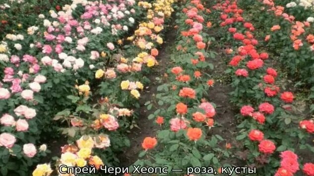 Роза спрей - Смотреть онлайн в поиске Яндекса по Видео