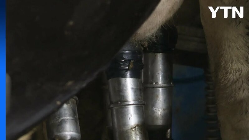 [녹색] 국산 로봇 착유기 보급 확대로 디지털 낙농 선도 / YTN - Смотреть онлайн в поиске Яндекса по Видео