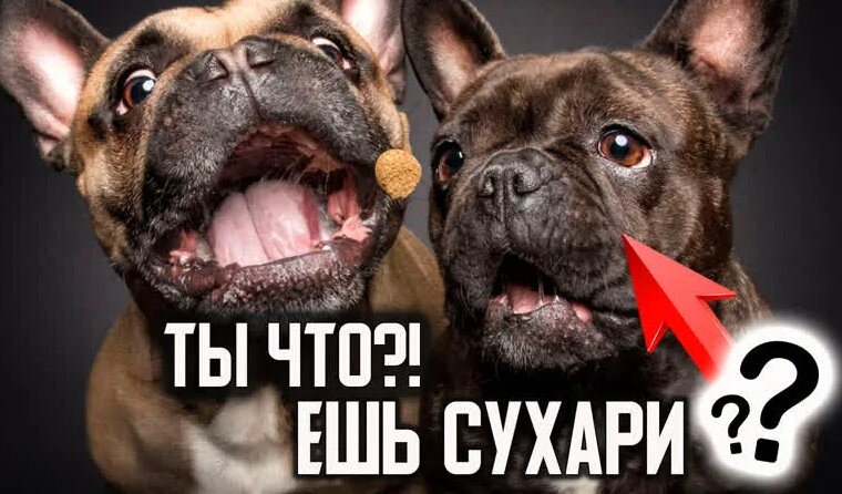 Натуралка или сухой корм. Чем кормить французского бульдога? - Смотреть ...