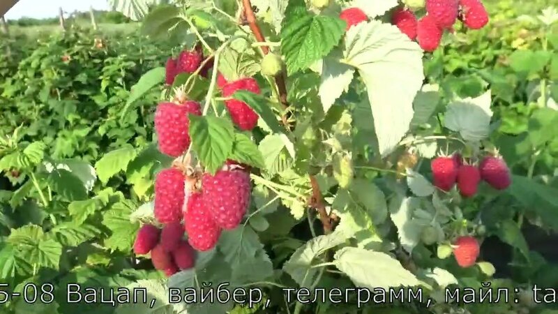 Феномен прекрасный сорт летней малины по всем показателям - Смотреть ...