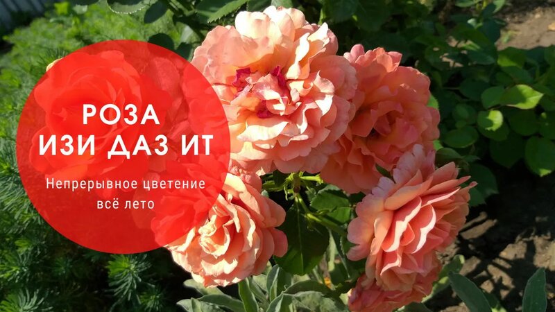 Роза Изи Даз Ит. Чудесная флорибунда, которая цветёт всё лето ...