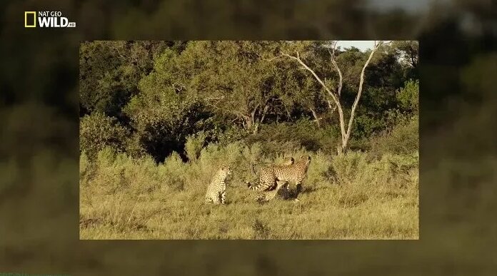 Видео «Неудачи хищников (1). Охотничьи игры» (Документальный, животные, 2015) | OK.RU - Смотреть ...