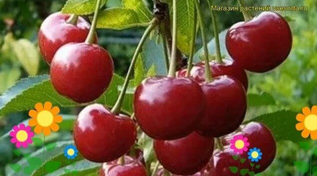 Вишня Гриот Белорусский. Краткий обзор, описание характеристик prunus ...