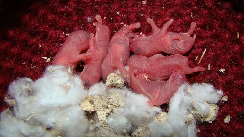 Хомяк родил как ухаживать за родившим хомяком и детками Смотреть онлайн в поиске Яндекса по Видео