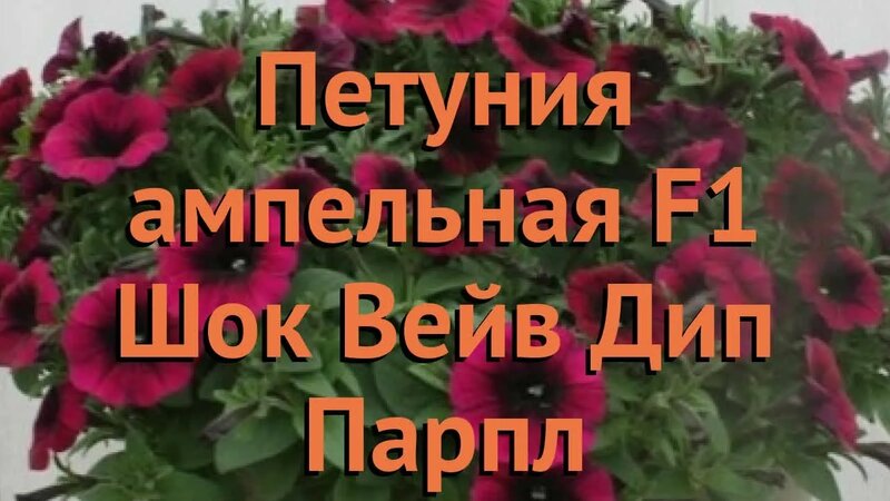Петуния ампельная Шок Вейв Дип Парпл обзор: как сажать, семена петунии ...
