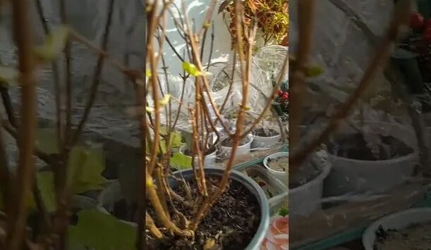 Суперновинка гортензия лайм лайт прайм. - Смотреть онлайн в поиске ...