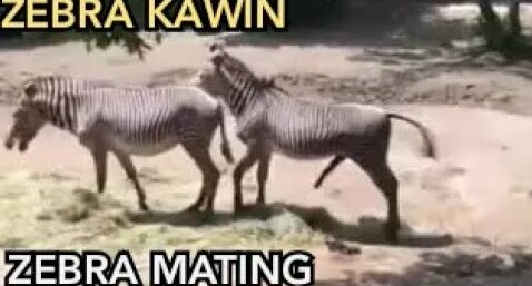Zebra Kawin | Zebra Mating | Animal Mating
