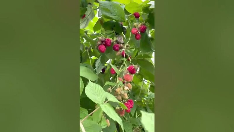 Самая крупная малина Вайолет - Смотреть онлайн в поиске Яндекса по Видео