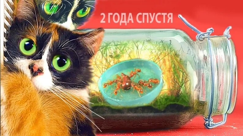 Вечный Террариум - [2 ГОДА Спустя] — Видео от Slivki Show [Сливки ШОУ] - Смотреть онлайн в ...