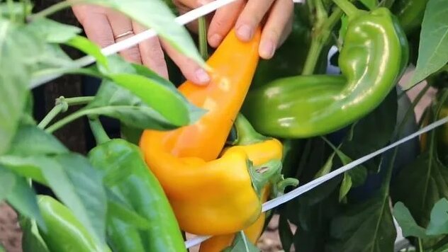 Перец Золотой Ключик для самых вкусных салатов - Смотреть онлайн в ...