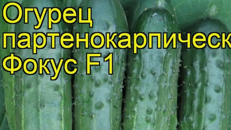Огурец партенокарпический Фокус. Краткий обзор, описание характеристик ...