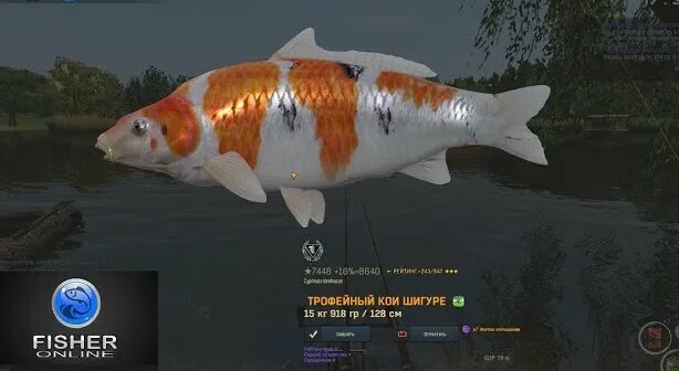 Koi online store