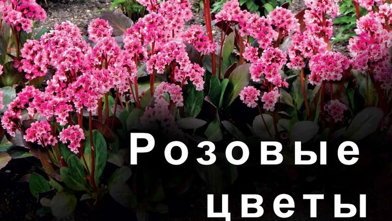 Розовые цветы для оформления клумбы в розовом цвете - Смотреть онлайн в ...