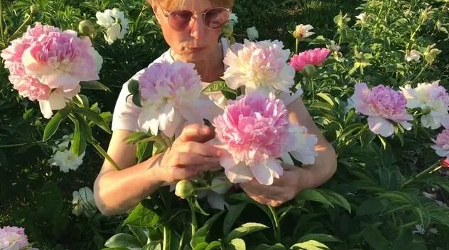 Raspberry Sundae peony. Распберри Сандей пион. Пулков сад - Смотреть ...