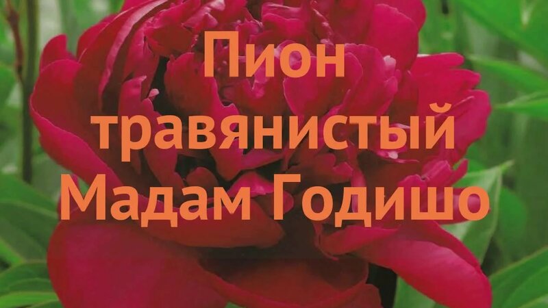 Пион травянистый Мадам Годишо (madam-godisho) обзор: как сажать ...