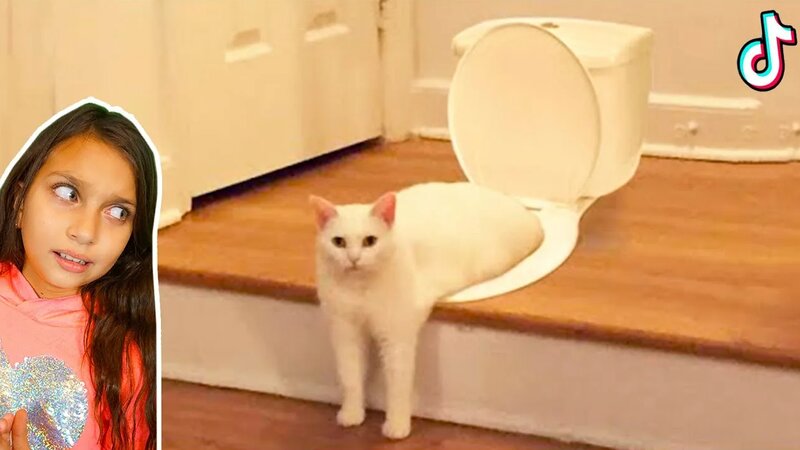 Смешные КОТЫ Снимают Тикток Коты и Собаки в Школе НЕ Засмейся