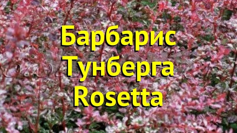 Барбарис тунберга Розетта. Краткий обзор, описание характеристик ...