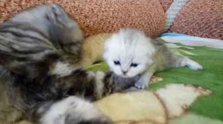 Кошка воспитывает Котят!Первые Шаги!16 дней Котятам! - Смотреть онлайн ...