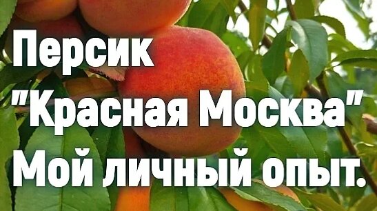 Персик. Сорт "Красная Москва." Личный опыт. - Смотреть онлайн в поиске ...