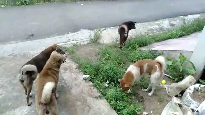 Male Dog Learn To Mate (Mating Dog) - Anjing Jantan Belajar Kawin - 犬の交尾 - Yandex Video aramada ...