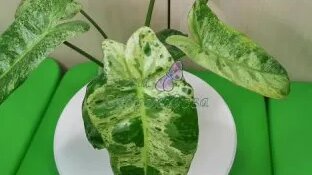 В продаже филодендрон Paraiso Verde (Биллитау Мраморный), 1600 ...