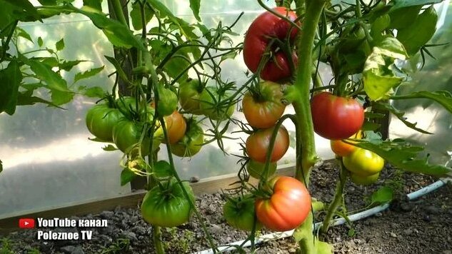 Помидоры король гигантов самые мясистые и сладкие помидоры - Смотреть ...