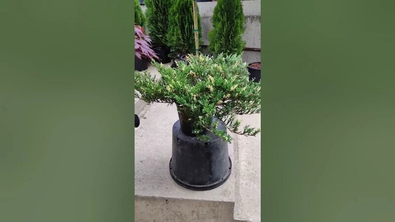 краткий обзор Можжевельник горизонтальный Андорра Вариегата с очень ...