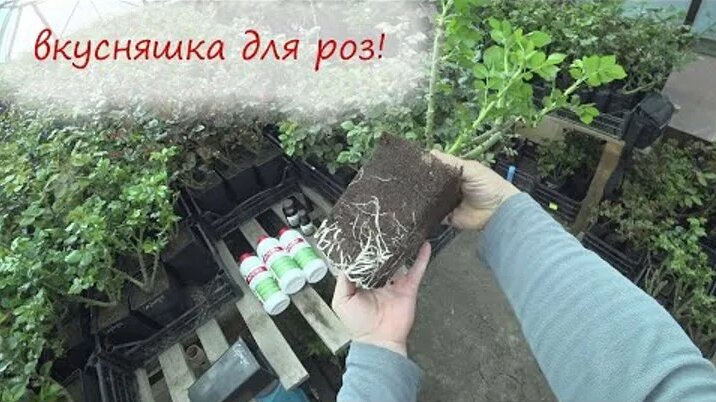 Лучшее удобрение для роз на сегодняшний день! - Смотреть онлайн в ...