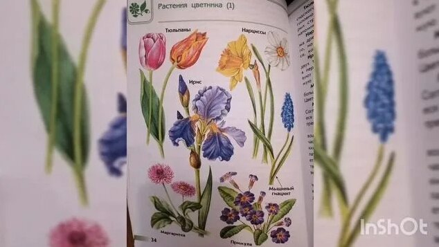 Растения цветника (1) Атлас-определитель. Окружающий мир 1 класс. # ...